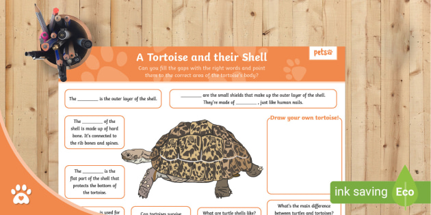 A Tortoise and their Shell - Activity Sheet - Twinkl Pets