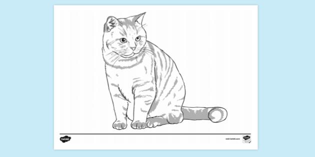 FREE! - Detailed Cat Colouring Page | Colouring Sheets