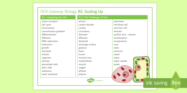OCR Gateway Biology Topic B2 Scaling Up Word Mat
