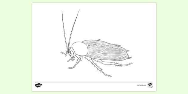 FREE! - Creepy Crawly Colouring Page (Teacher-Made)