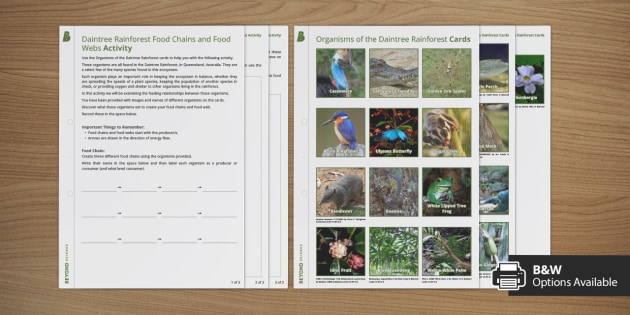 Rainforest Food Chain Rainforest Food Chains Lesson KS2 | Teaching