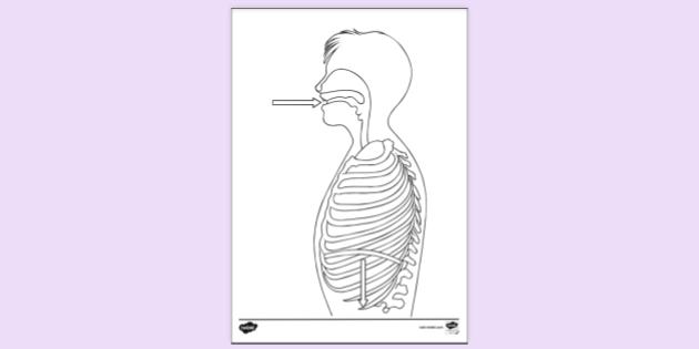 FREE! - Inhaling Colouring | Colouring Sheets (teacher made)