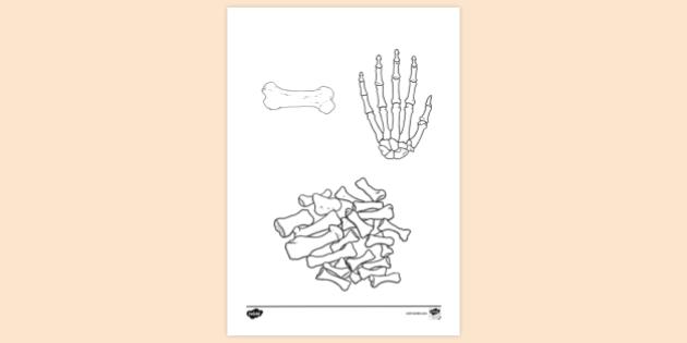 Bones Activities | twinkl.co.uk