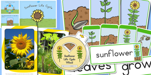 Sunflower Life Resource Pack (teacher made)