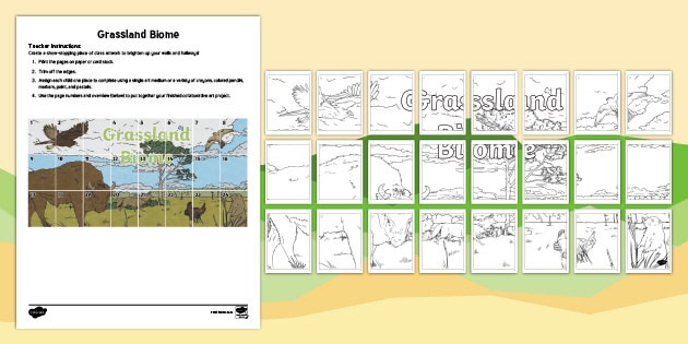 Grassland Biomes Geography | twinkl.com