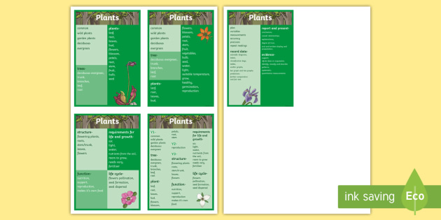 Year 3 Plants Scientific Vocabulary Flashcards - Year 3 Plants Scientific