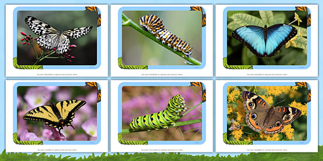 Butterflies and Caterpillars Photo Pack -EYFS, Early Years, KS1
