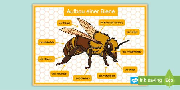 Aufbau Einer Biene