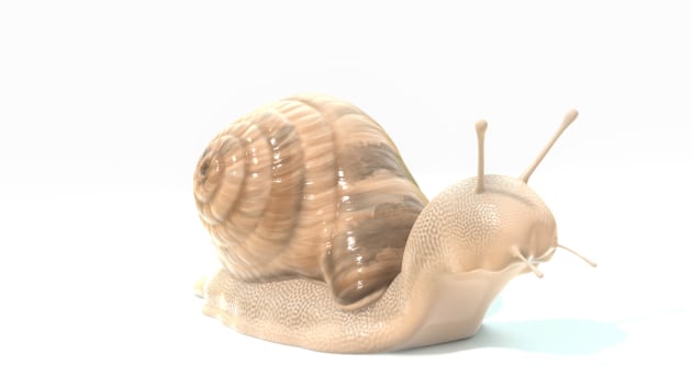 3D Model: Gastropods - Snail (teacher made)