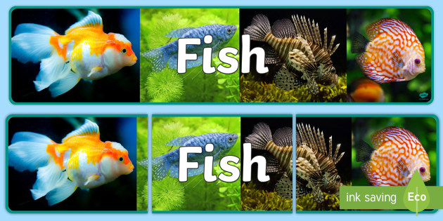 Fish Photo Display Banner