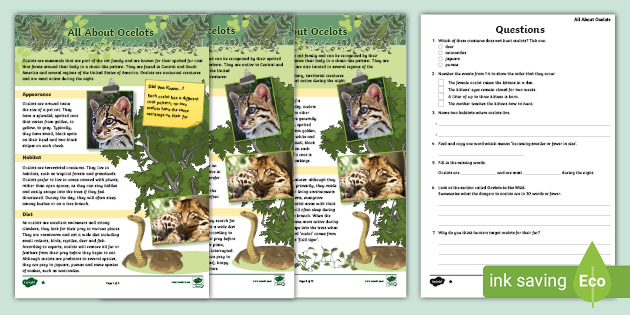 UKS2 All About Ocelots Differentiated Reading Comprehension Activity