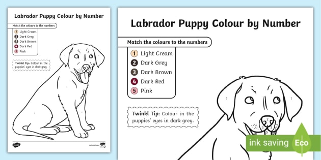 FREE! - Labrador Puppy Colour by Number (teacher made)