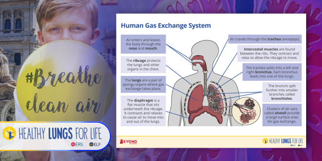 Infographic Lungs How Gas Exchange Works Human
