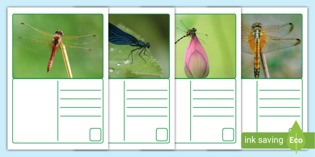 FREE! - Dragonfly Postcards (teacher made)
