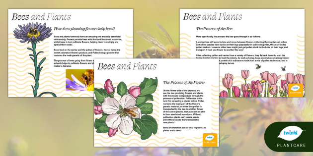 Bees and Plants | Pollination, Honey, Flowers, plantcare,