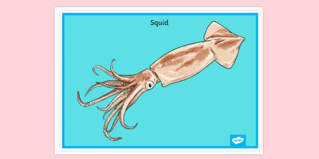 FREE! - Squid Poster | Display | Primary Resources