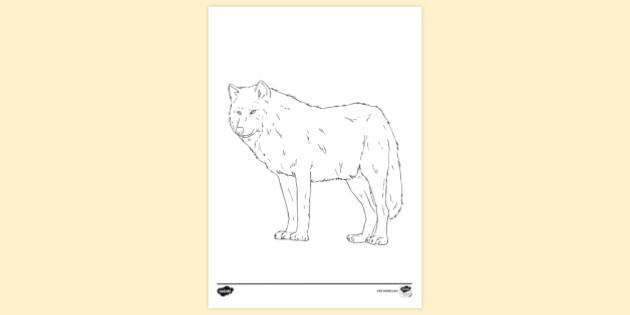 Arctic Wolf Colouring Sheet | Colouring Sheets