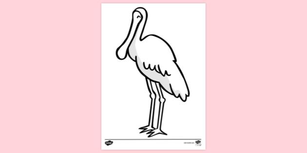 FREE! - Spoonbill Colouring Page | Colouring Sheets