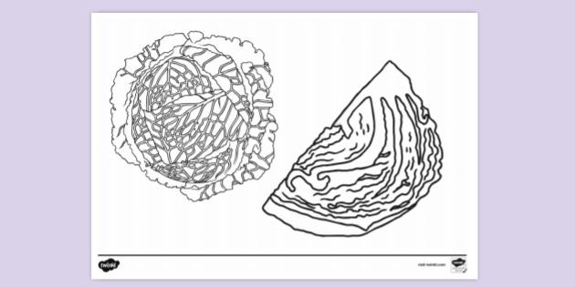 Cabbage Colouring Sheet | Colouring Sheets