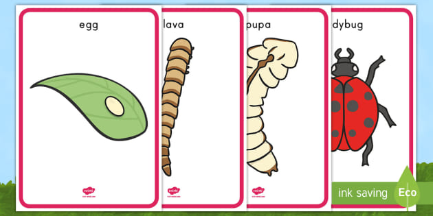Ladybug Life Cycle Posters