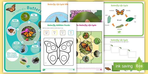 Butterfly Life Cycle Resource Pack (teacher made)