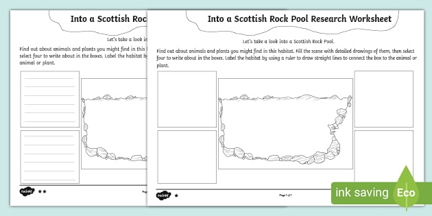 Into a Scottish Rock Pool Research Worksheet (teacher made)