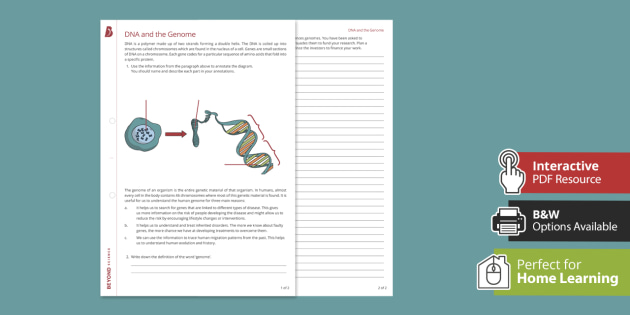 DNA and the Genome Independent Learning Worksheet | Beyond