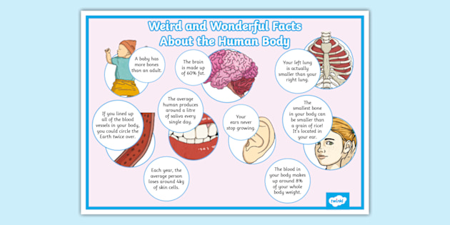 Anatomy Fun Facts