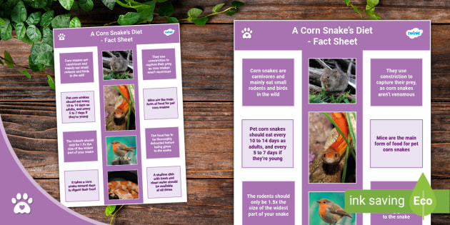 A Corn Snake's Diet - Fact Sheet - Snakes - Twinkl Pets