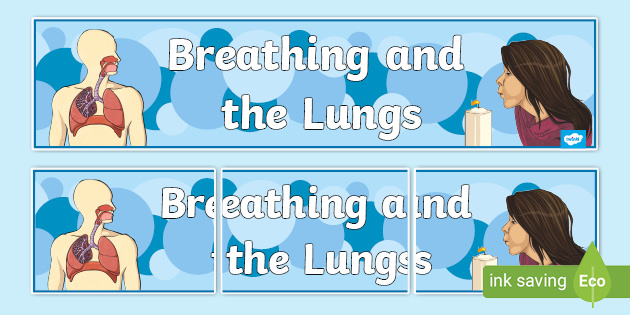 Breathing and the Lungs Banner 3rd & 4th Classes