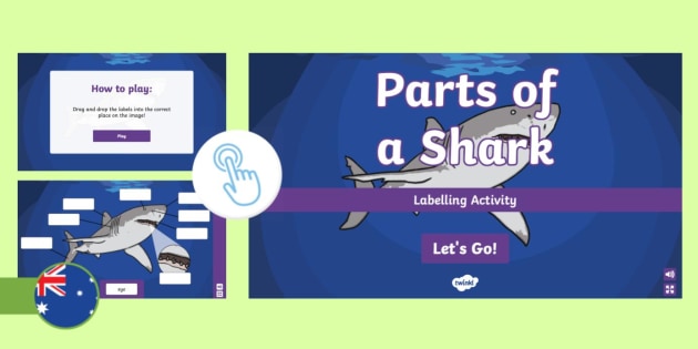Parts of a Shark Labelling Activity (teacher made)