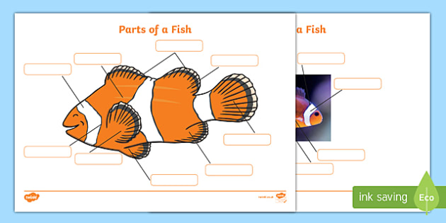 Parts Of A Fish Labeling Sheets Under The Sea Parts Of A Fish Parts Parts Of A Fish Labeling Sheets Under The Sea Parts Of A Fish Parts