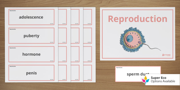 KS3 Reproduction Word Wall | Human Reproduction | Beyond