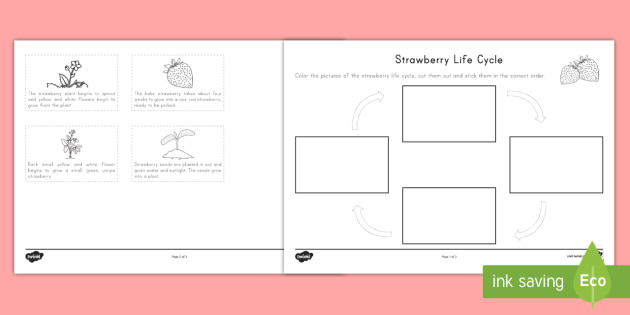 Strawberry Life Cycle Ordering Worksheet / Activity Sheet - strawberries