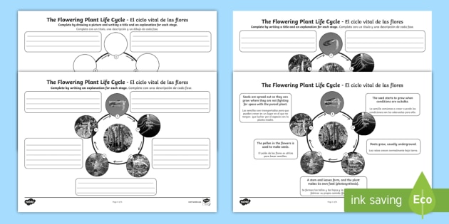 Flowering Plant Life Cycle Worksheets English/Spanish