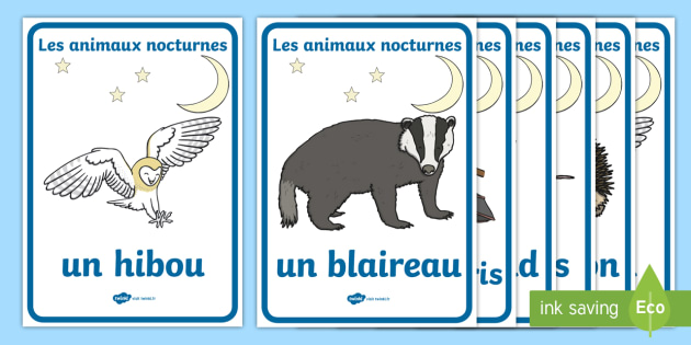 Posters : les animaux nocturnes (teacher made)