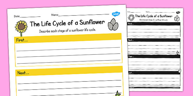 The Life Cycle of a Sunflower Writing Frame - writing frame