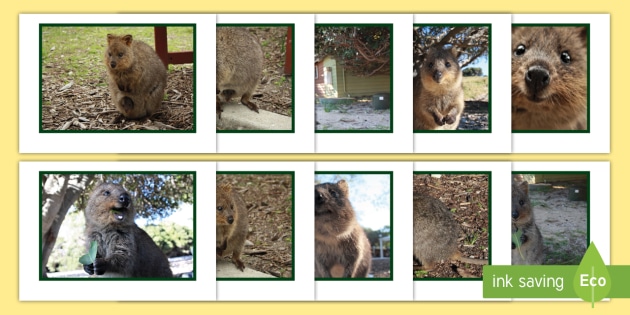 Quokka Display Photos (teacher made)