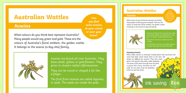 Wattle Information Display Poster (teacher made)
