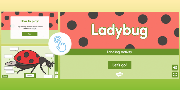 Ladybug Interactive Labeling Activity (teacher made)