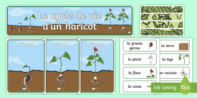 Affiches : Le cycle de vie d'un haricot (teacher made)