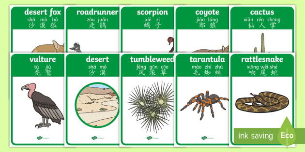 Desert Habitat Display Posters English/Mandarin Chinese/Pinyin