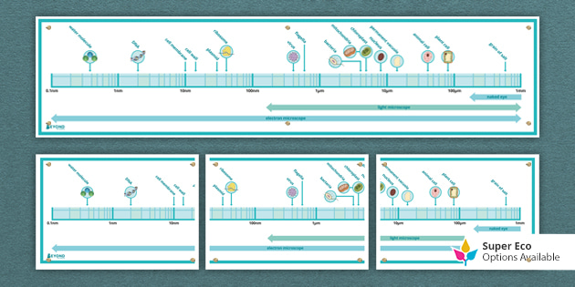Sub-Cellular Structures Poster | Secondary Biology | Beyond