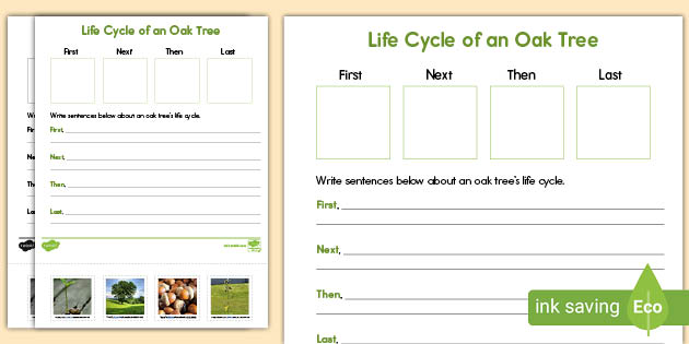 Oak Tree Writing Activity | Life Cycle of an Oak | Twinkl