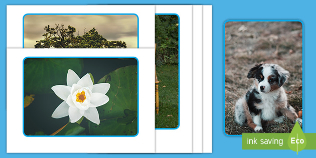 👉 Number 1 Photo Pack (teacher made)