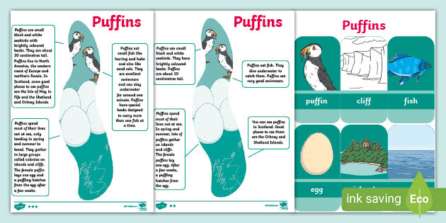 Let's Learn About Puffins Fact File (teacher made)