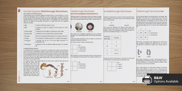 Incomplete Dominance Punnett Square Worksheet Genetics And Inheritance