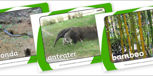 Jungle & Rainforest Animals Display Photos (teacher made)