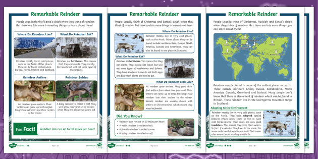 A Christmas Collar: Remarkable Reindeer Differentiated Fact File