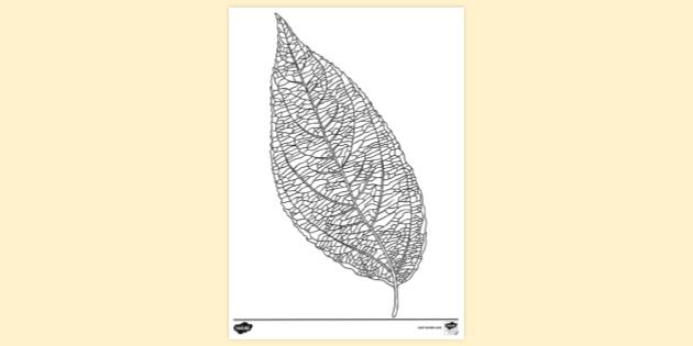 FREE! - Leaf Veins Colouring Sheet | Twinkl Resources